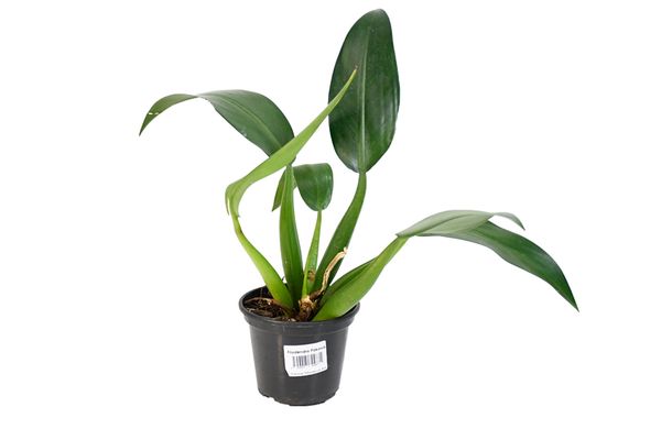 Planta Filoendro Pakova en Tienda Inglesa