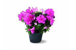 Planta Azalea en Flor en Tienda Inglesa