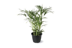 Planta Areca 20 cm en Tienda Inglesa
